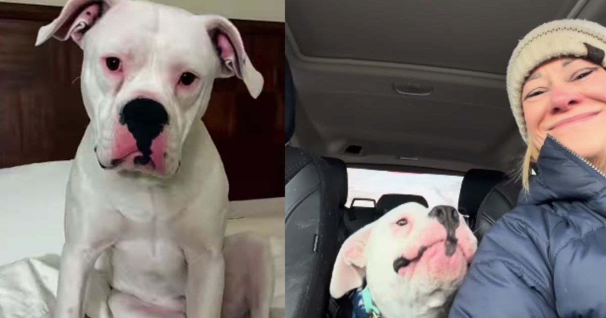 Dog silenced at the shelter finds his voice again after adoption