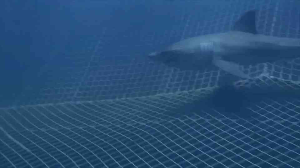 They tracked a white shark and couldn’t believe it