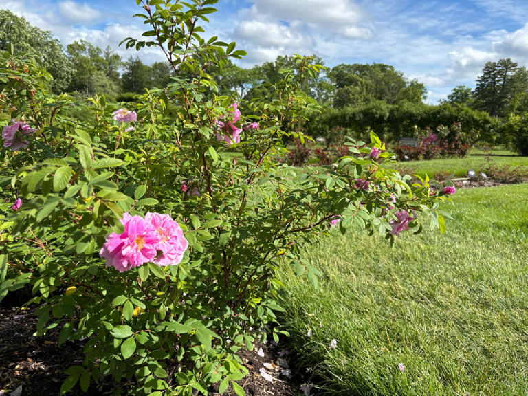 Warmer weather expected to push Connecticut pollen counts higher