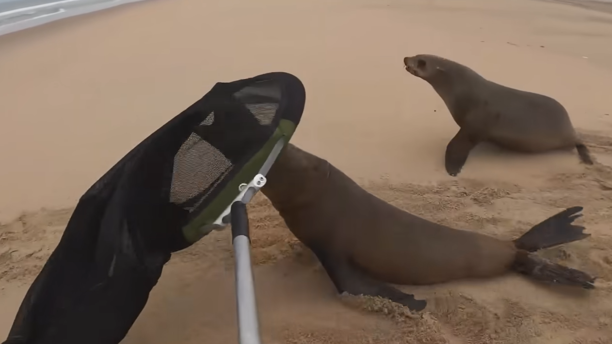 “It’s a shark” - Rescuers couldn’t believe what was stuck around the ...