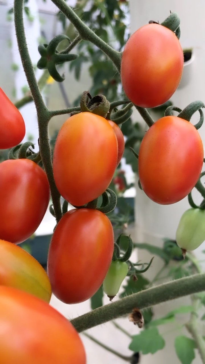Fresh harvest day at KING Tower Farm
