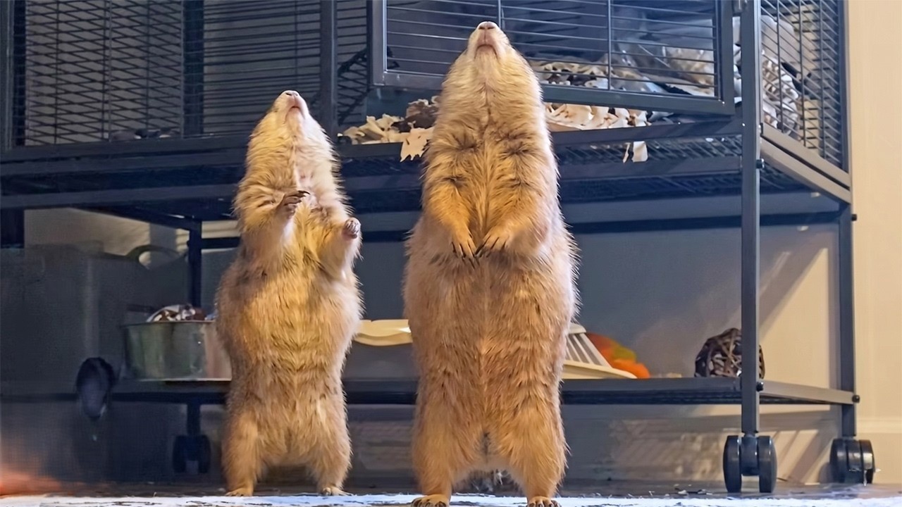 Two tiny prairie dogs demand cuddles 24/7 - and they deserve it