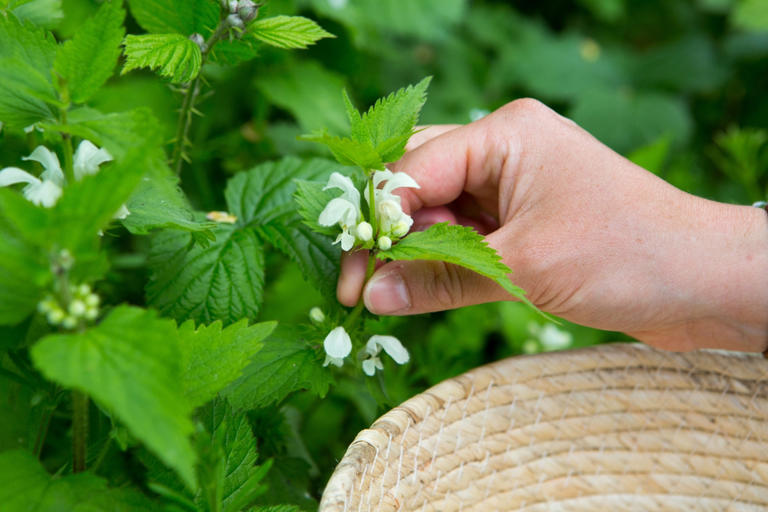 Most people remove it as a weed – but dead nettle is both edible and a ...