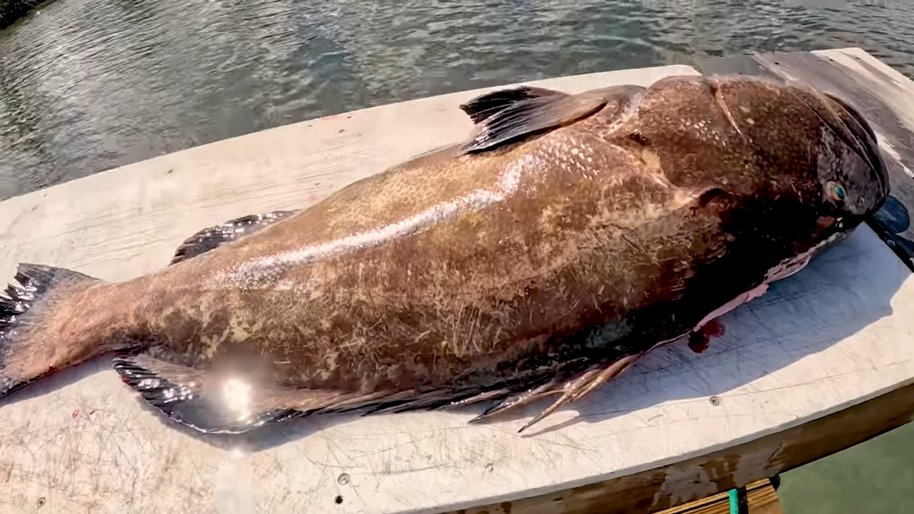 This fish can poison you and he ate it anyway - caught on camera