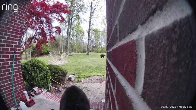 Nosy bear cub has a sniff of doorbell