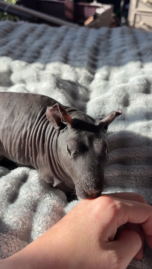Meet the charming hippo capturing attention everywhere