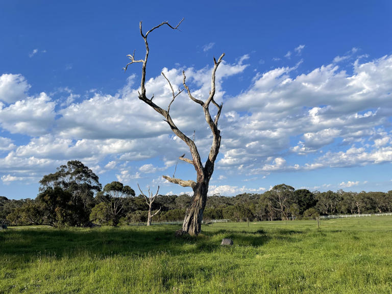 Aussie council launches investigation after disturbing ring carved into ...