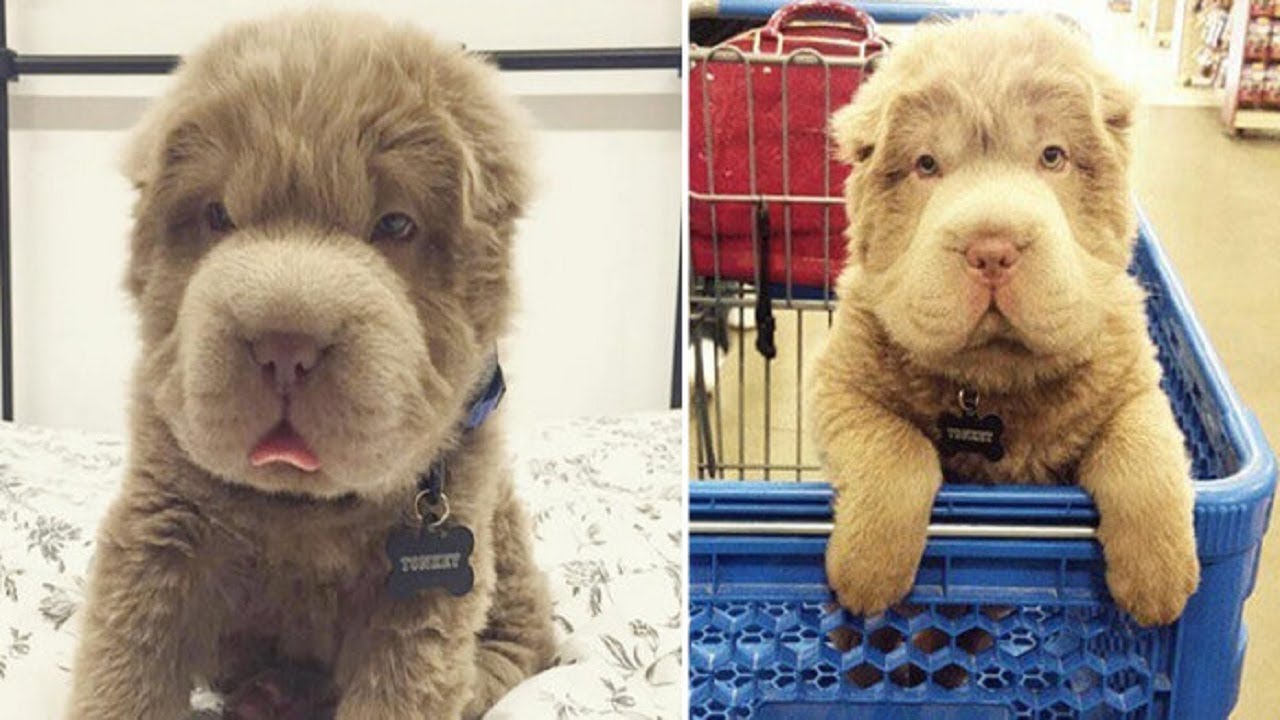 You didn’t know this was your favorite fluffy dog breed until just now