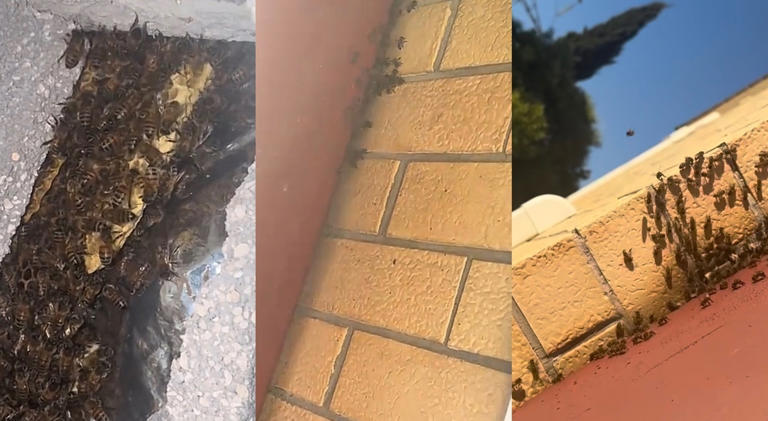 Roma, 100mila api da due anni nell'intercapedine di un villino nel ...