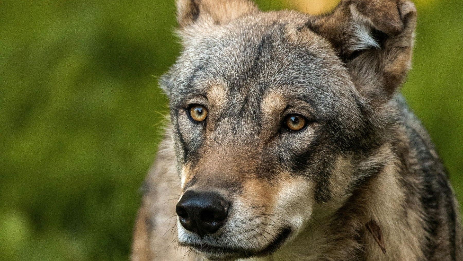 Estado de conservación del lobo: Ecologistas denuncian manipulación ...