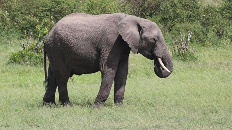 10 animals with the best hearing abilities in the world: From bats to ...