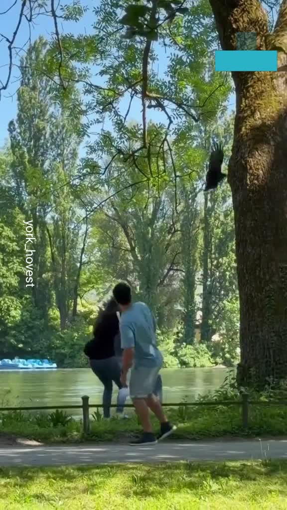 Naughty crows terrorize parkgoers