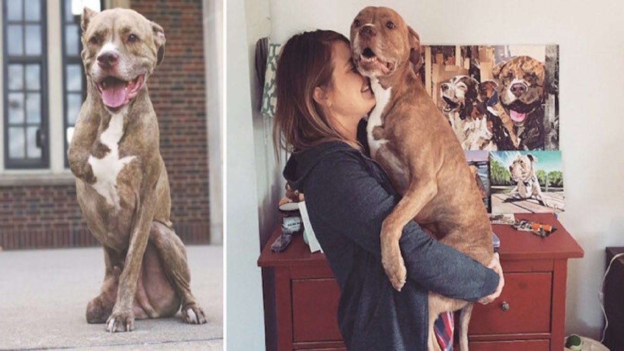 This pit bull was shot because he was a pit bull outrageous