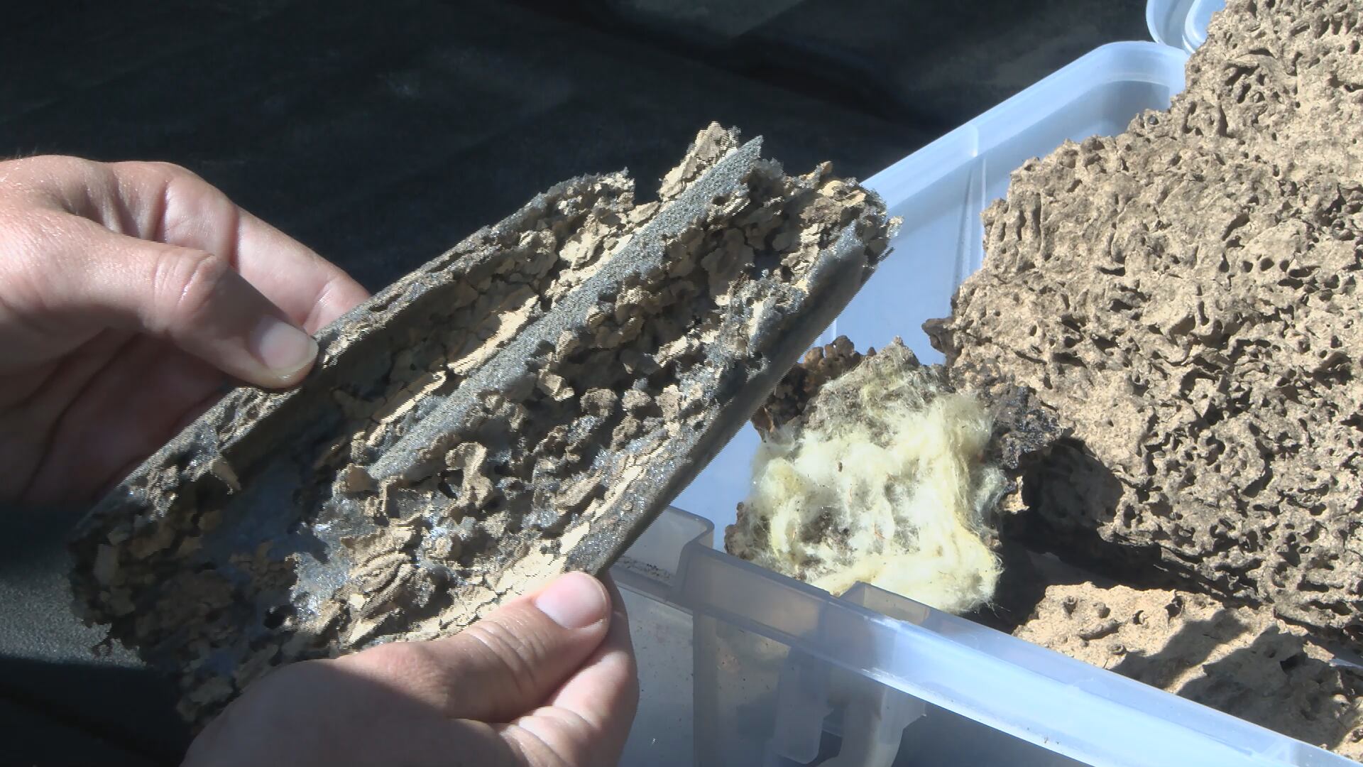 Termite swarm season peaks in Lowcountry
