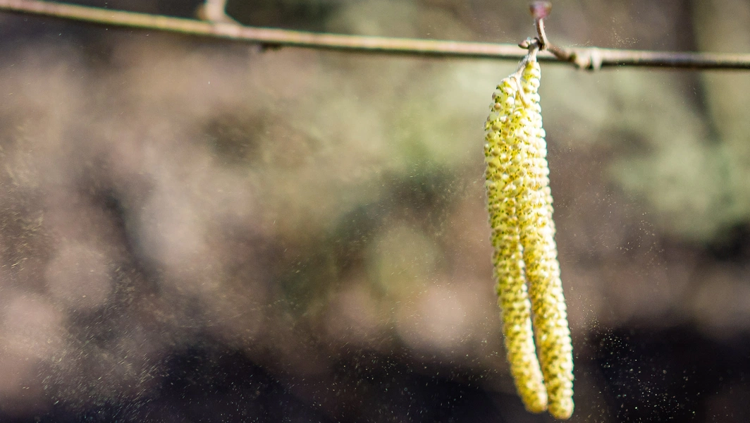 Delayed spring triggers intense 'pollen bomb' across Canada