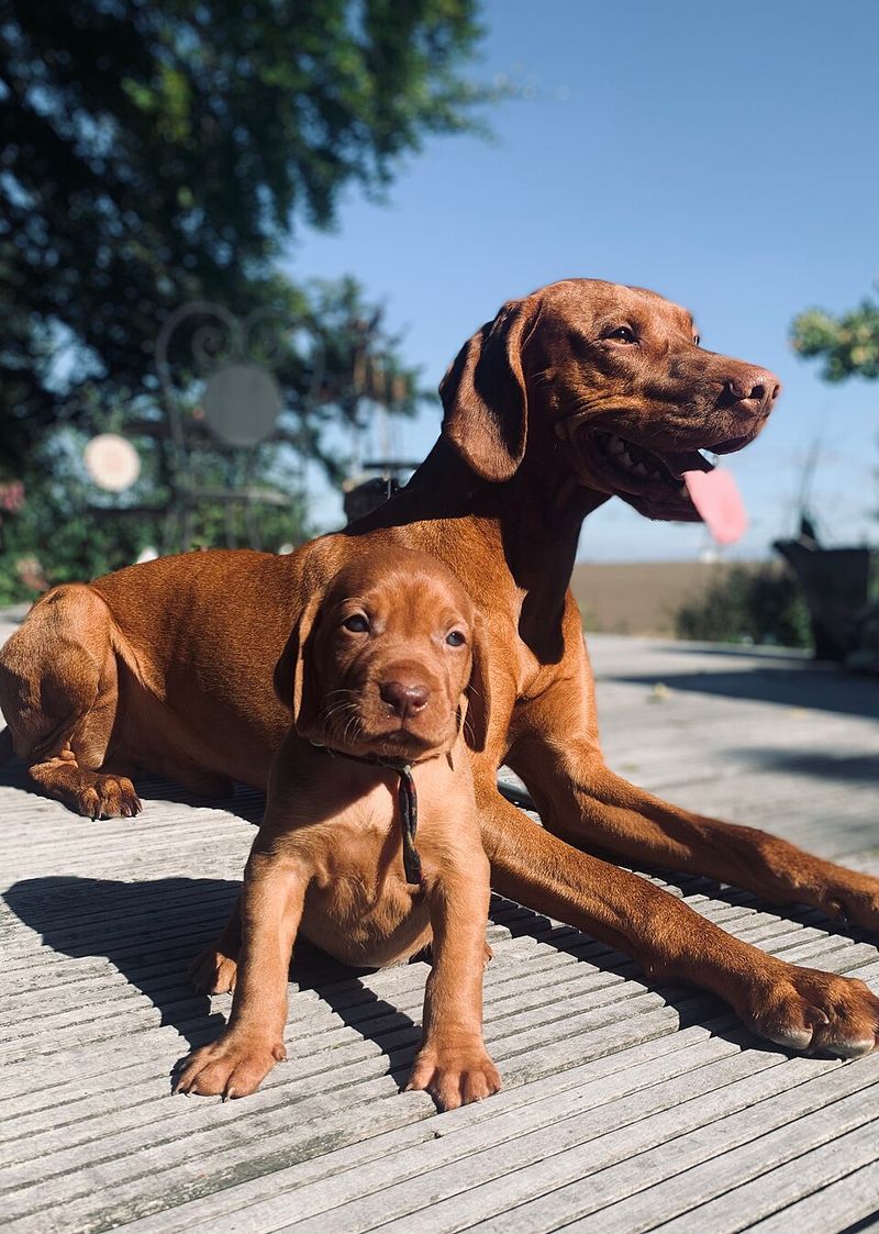 10 dog breeds that love with their whole heart – plus 3 that test ...