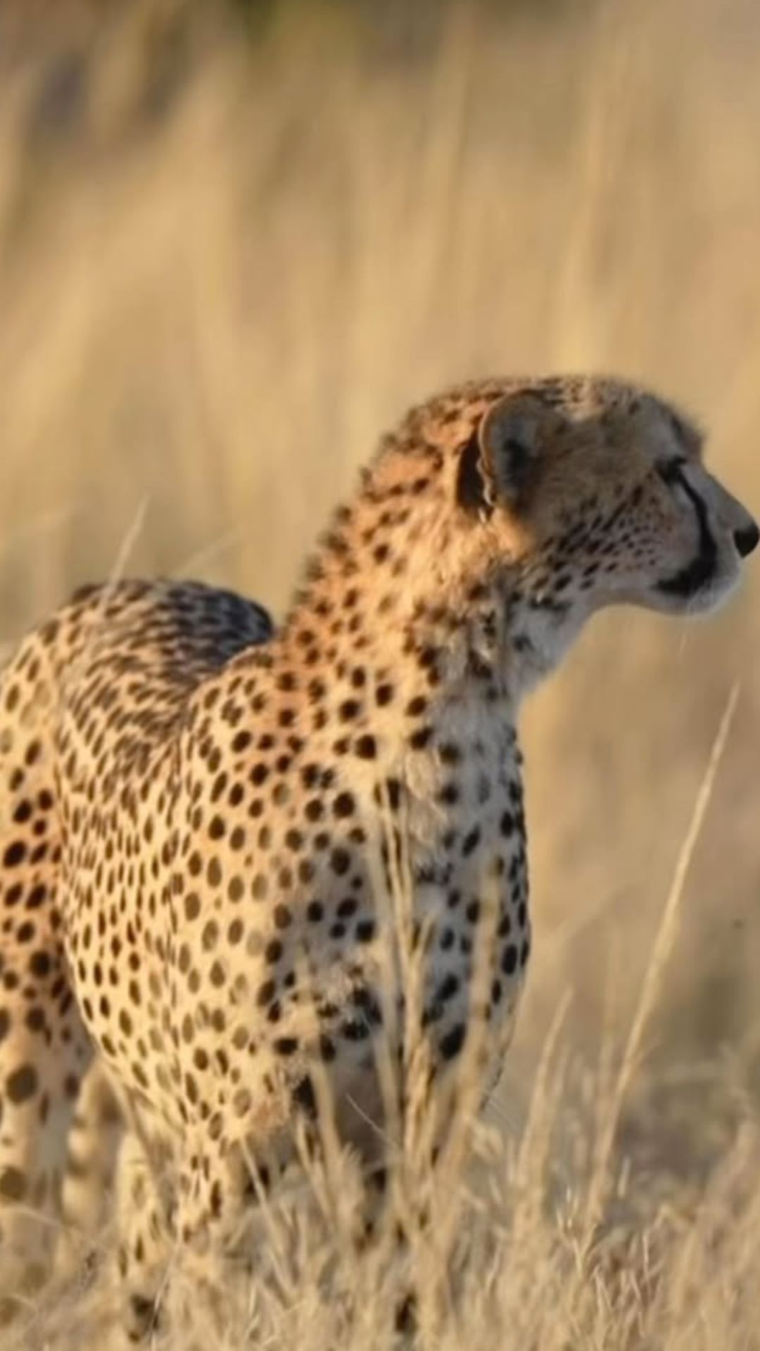 How cheetahs hunt: stealth, speed, and precision
