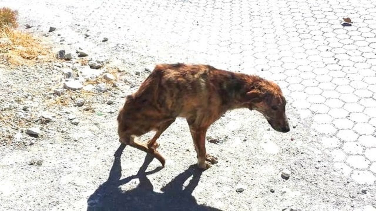 Woman on vacation finds dog with broken spine and takes him home