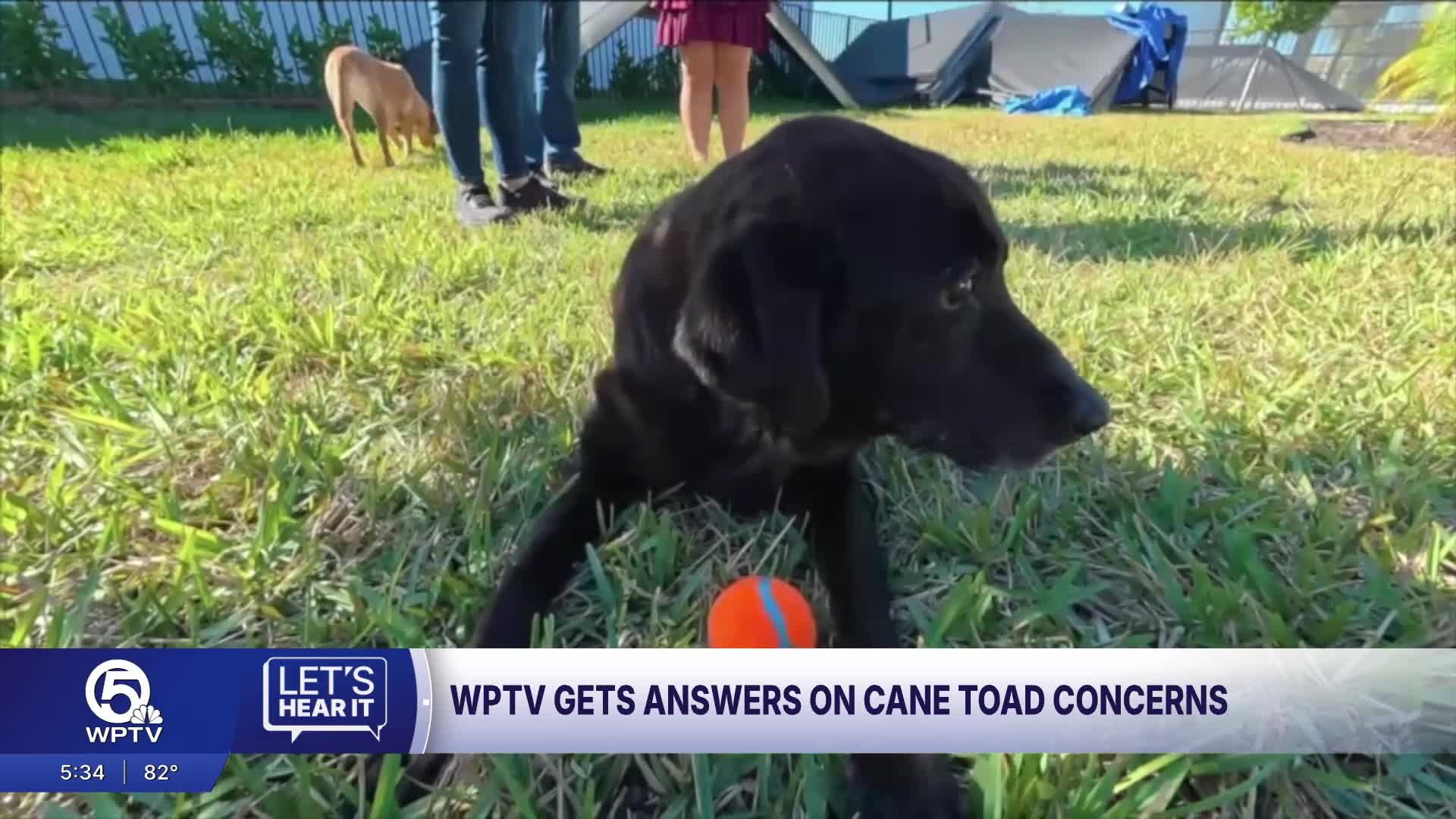 Toxic threat: Family gets HOA approval for protection against cane toads