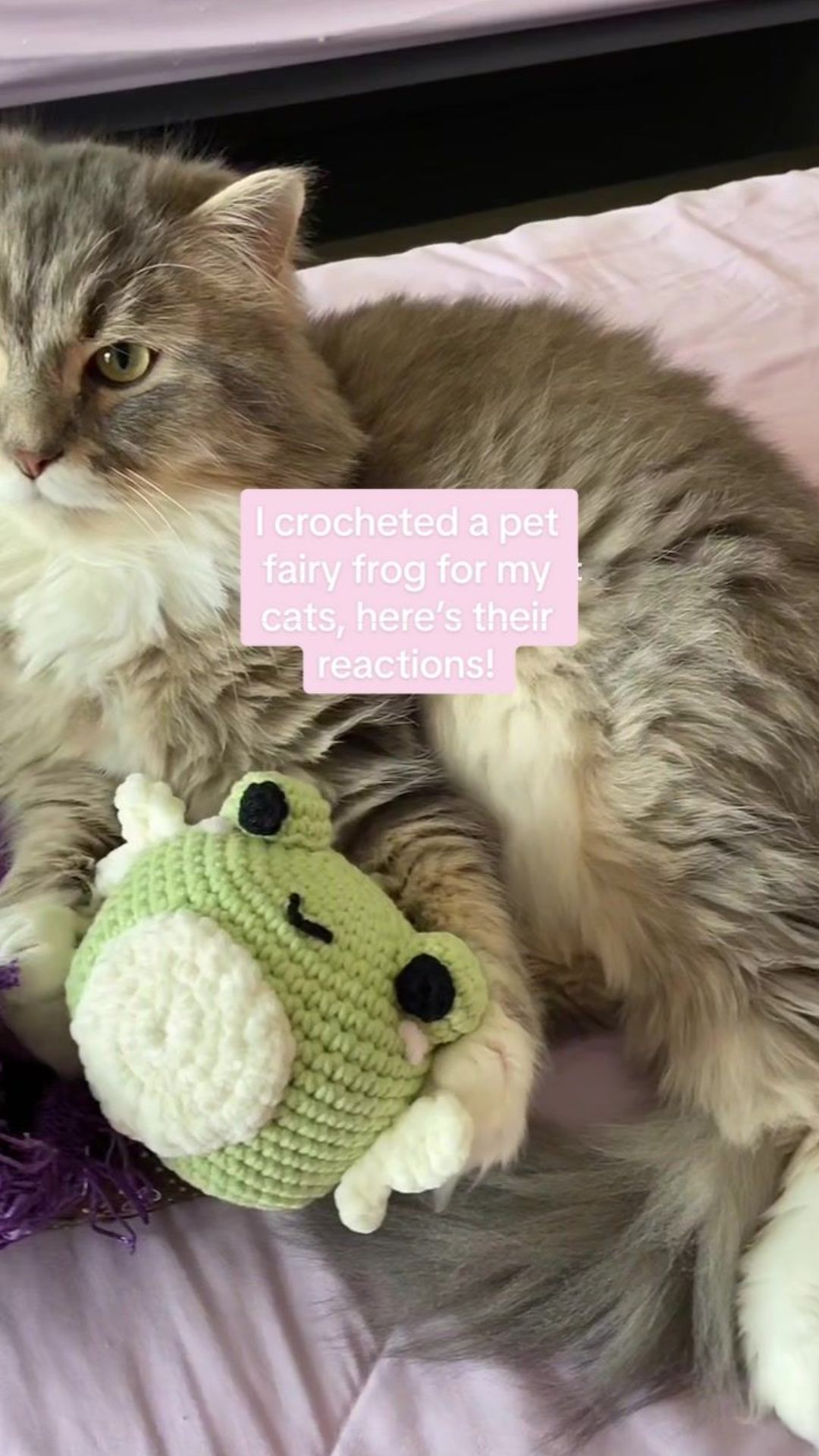 Crochet love: Watch Karma the cat enjoy a plush toy