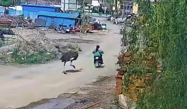 Moment ostrich chases scooter rider and knocks her to ground