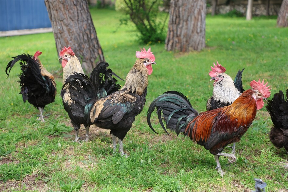 Denizli horozunun ırk saflığı titiz çalışmalarla korunuyor