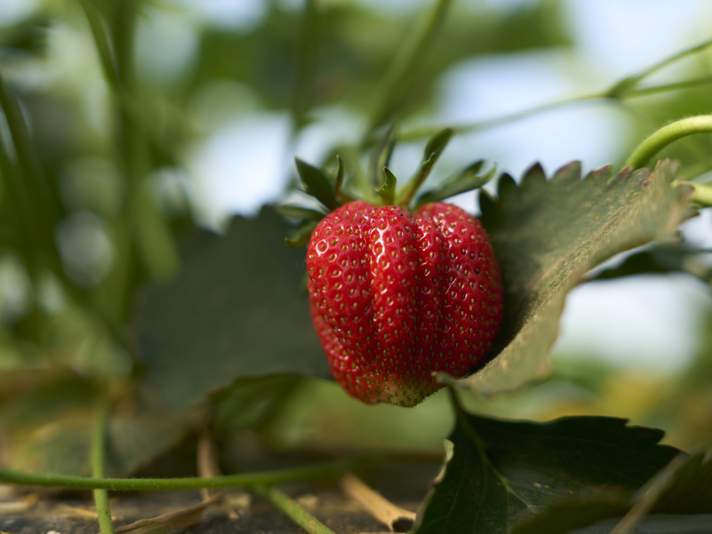 Les fraises arrivent en nombre mais un peu plus tard que d'habitude