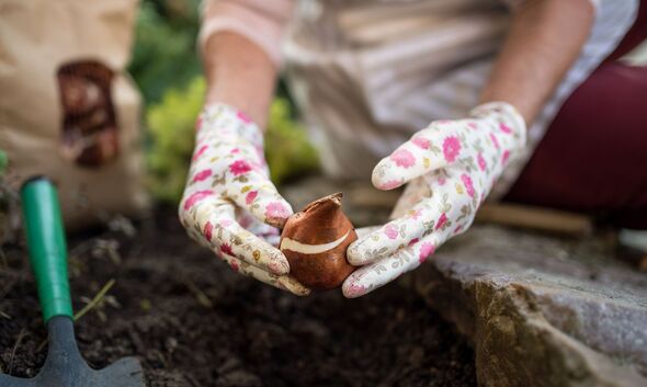Couple plant six £1 tulips in garden and something amazing happens
