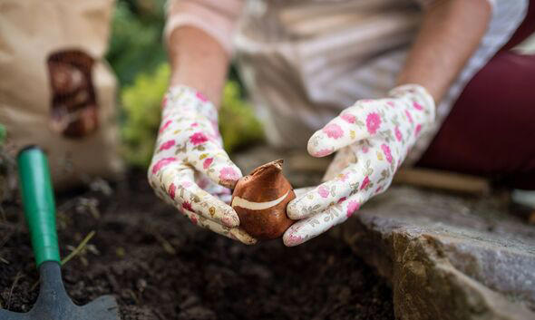 Couple plant six £1 tulips in garden and something amazing happens