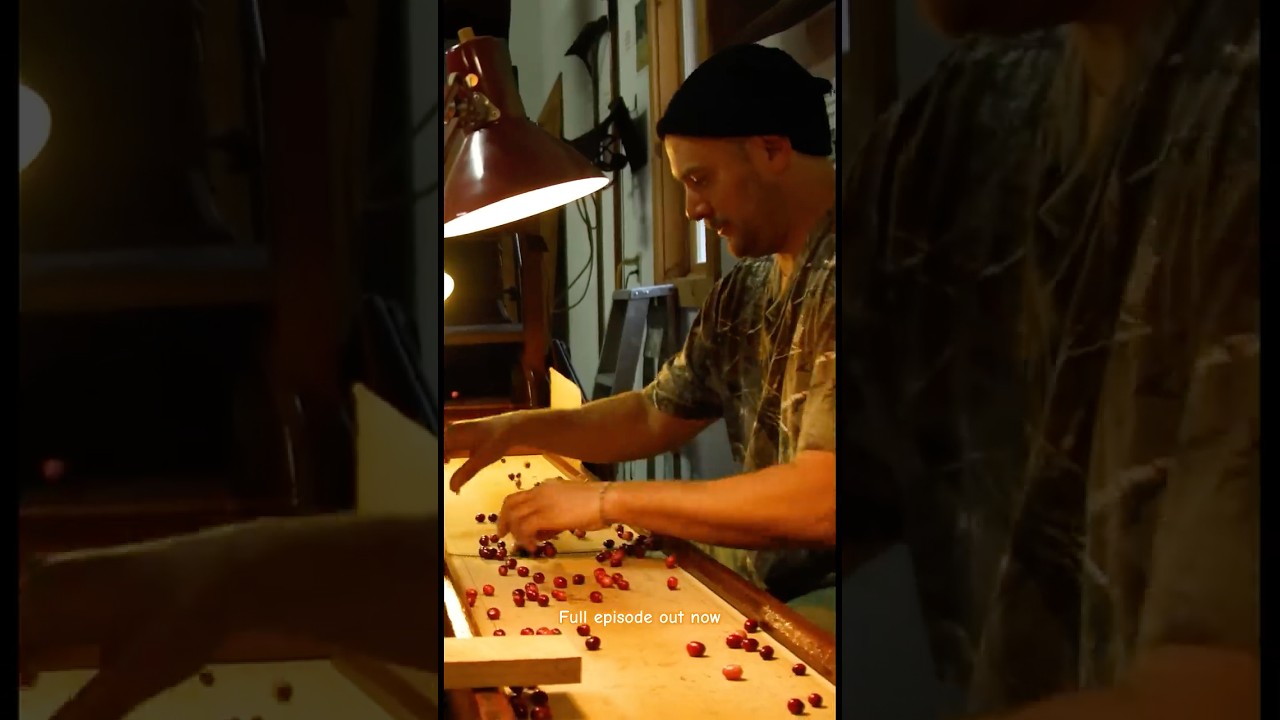 Discover how to harvest and ferment fresh local cranberries