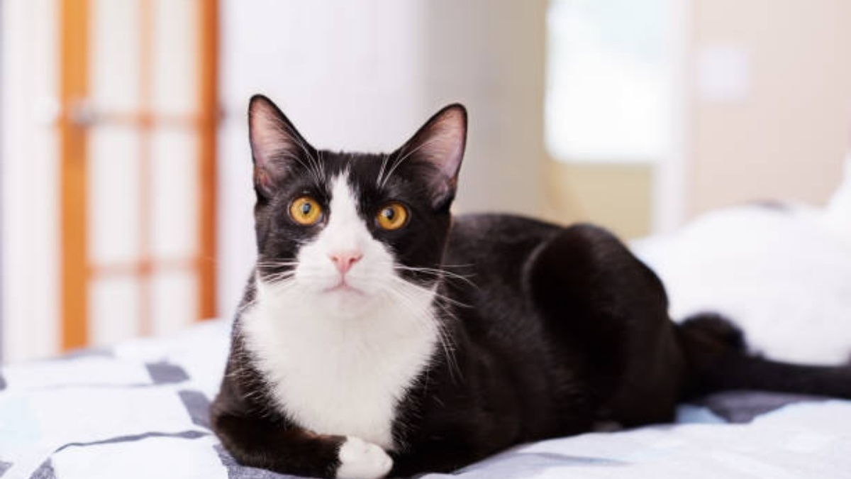 What cat color represents you based on your birth month?