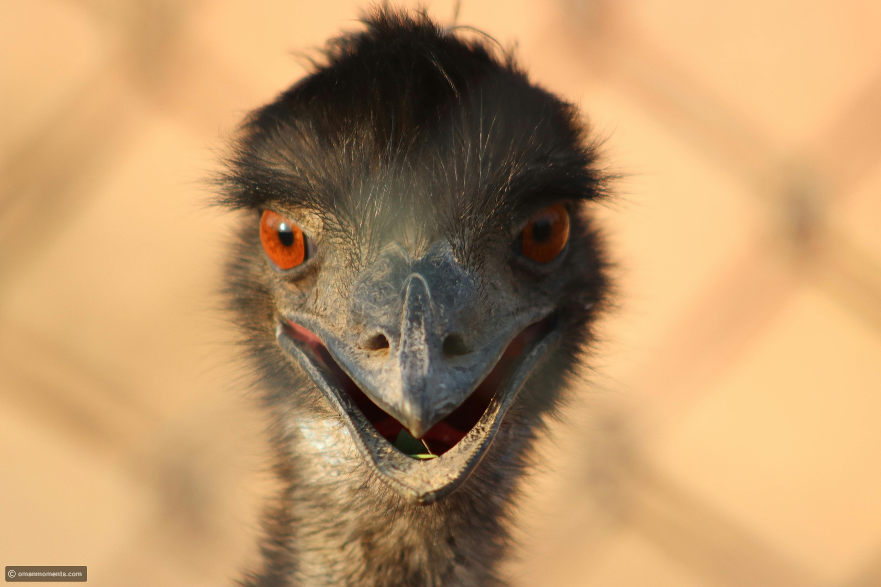 8 animals that look dangerous but are less harmful than you think