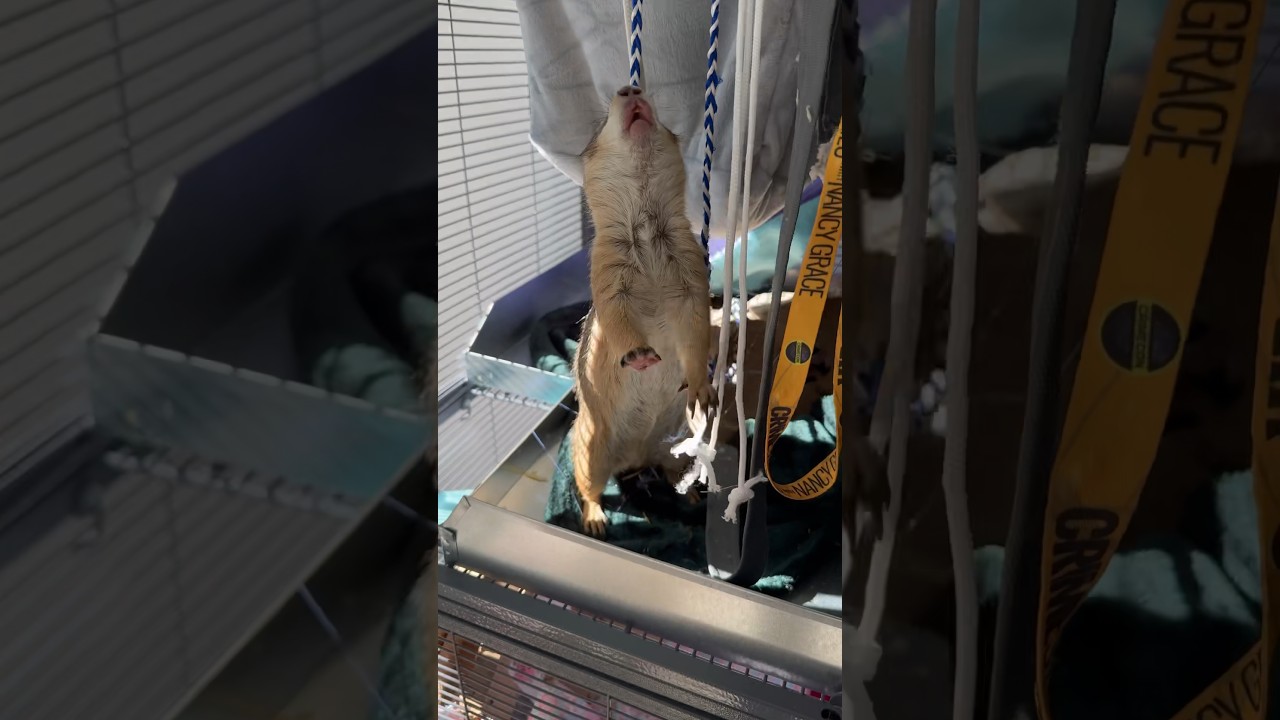 This prairie dog knows when it’s time to celebrate