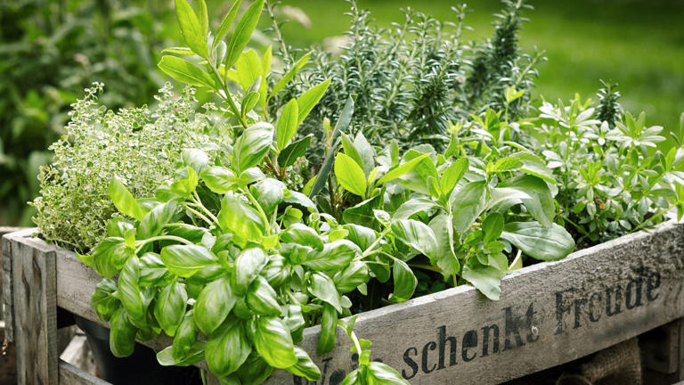I tried the '70/30 rule' to bring my yard back to life this summer