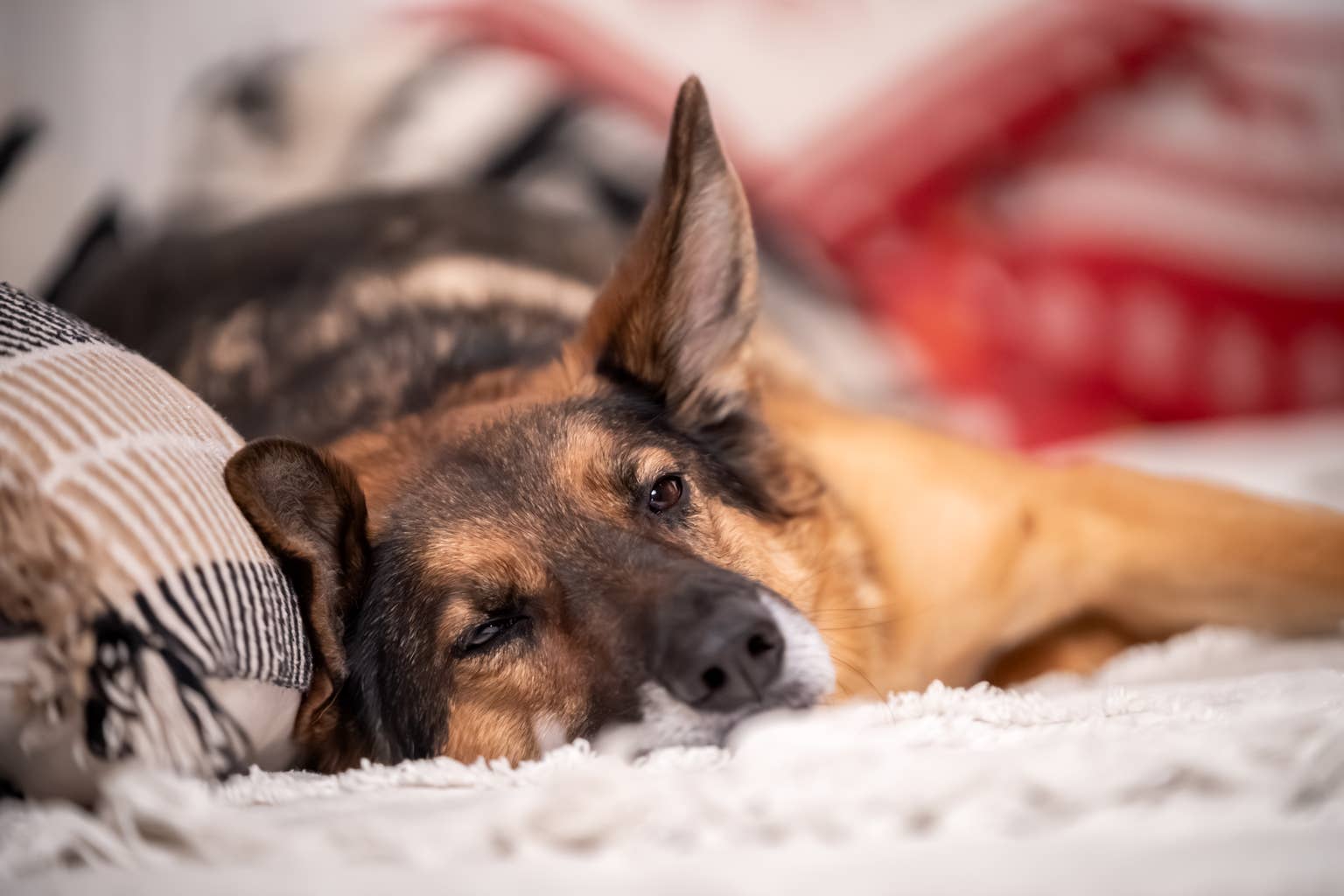 Watch this adorable German shepherd nap with orange cats in a laundry ...