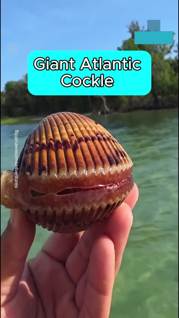Bizarre sea creature reveals giant “tongue” in close-up clip