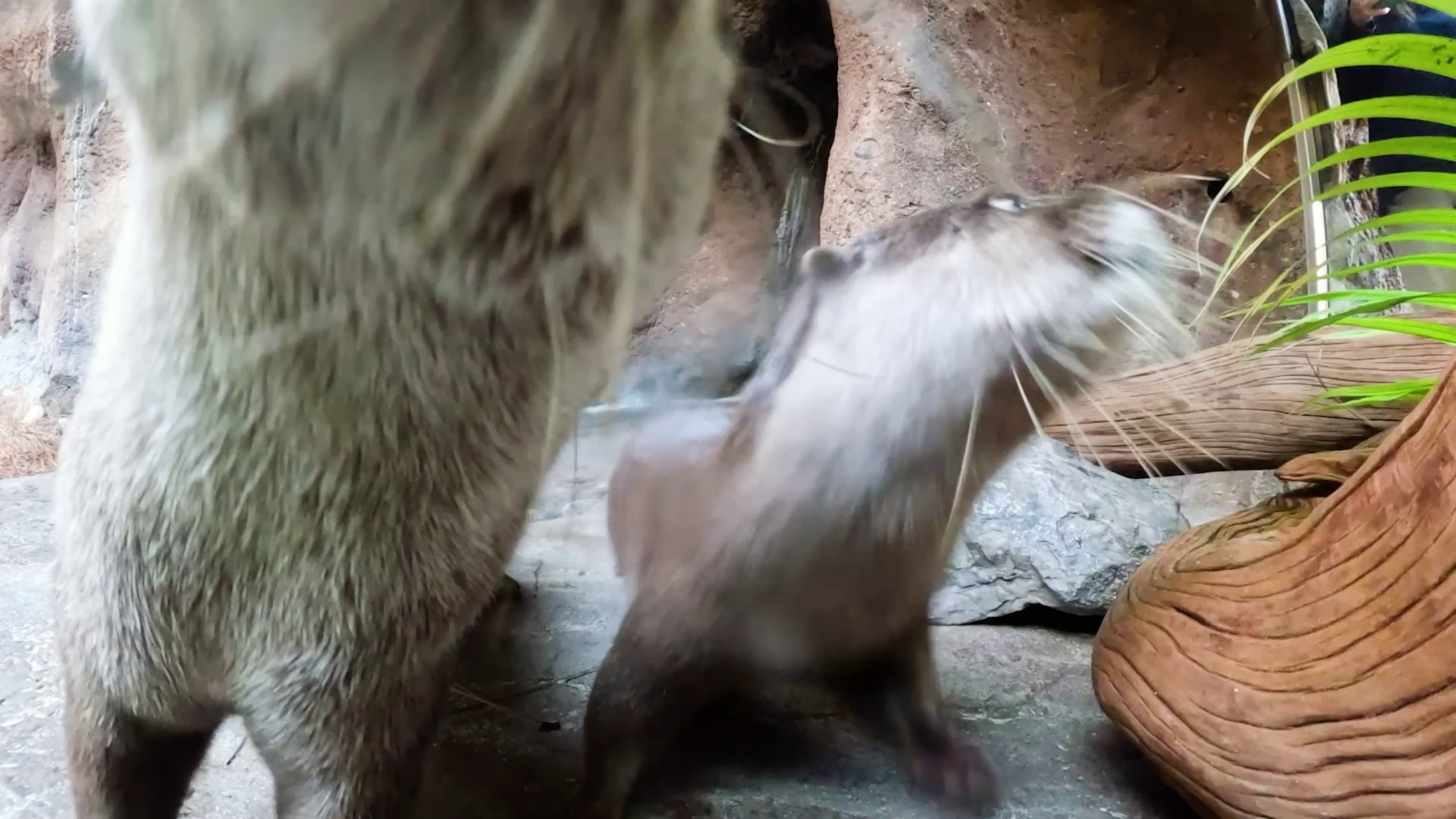 Discovery Cove celebrates World Otter Day with otter fun