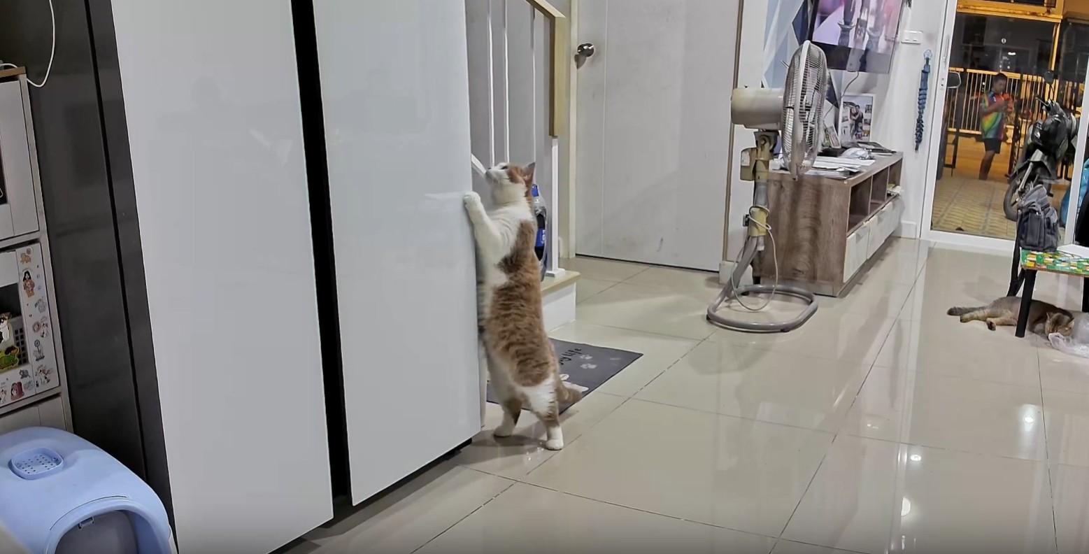 Clever pet cat rescues feline friend trapped in fridge