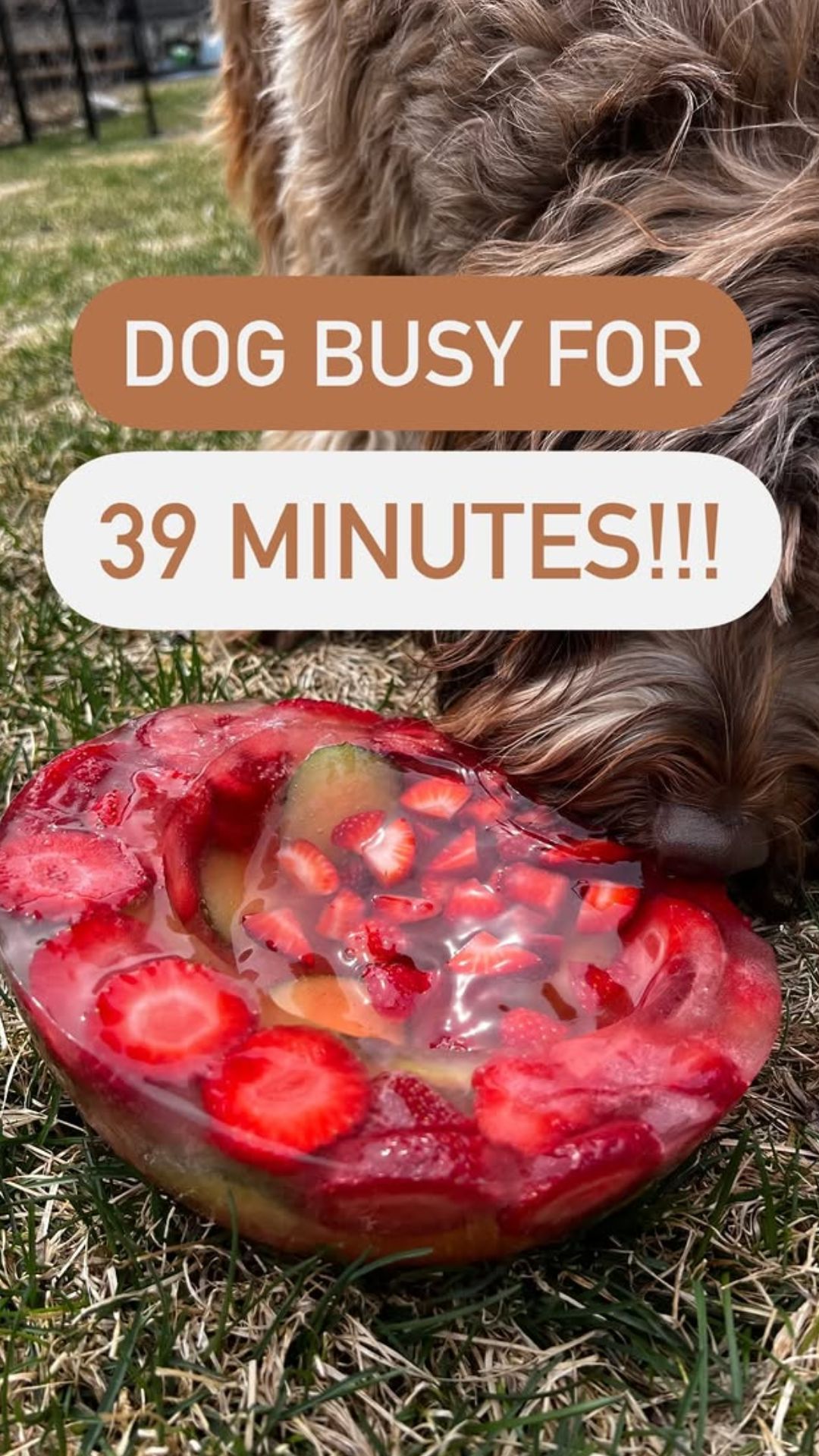 Another viral dog enrichment game your pup will love