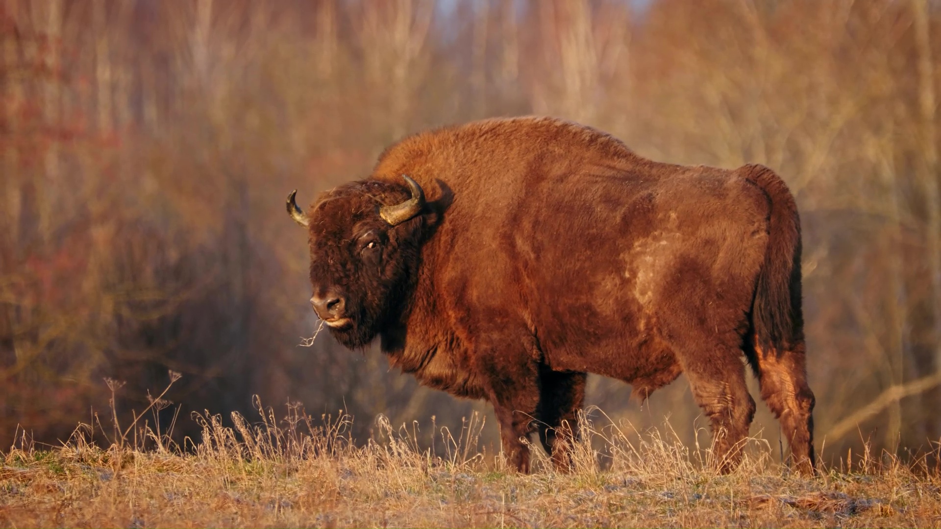 How wild bison survive harsh life in open nature