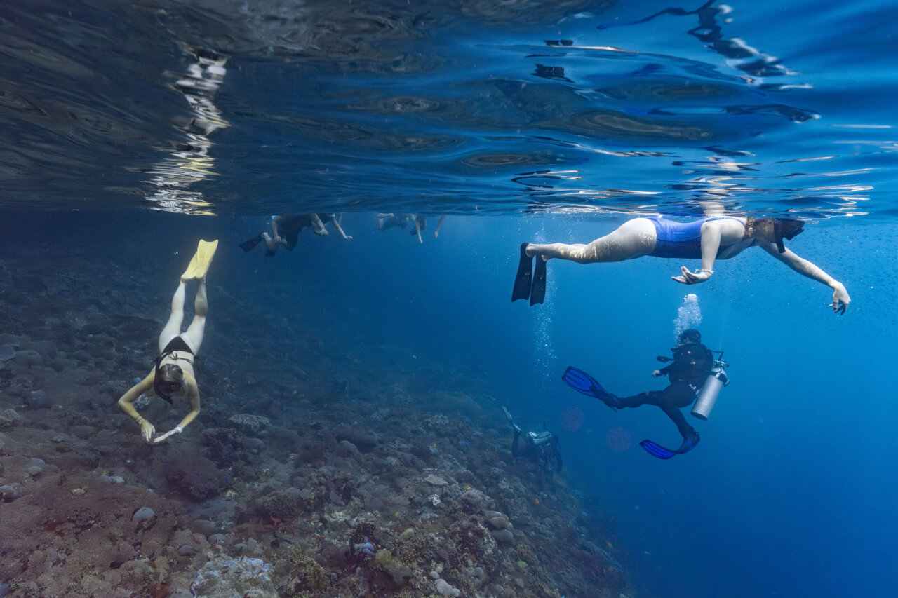 Divers may think they protect reefs, but one unseen habit is taking a ...