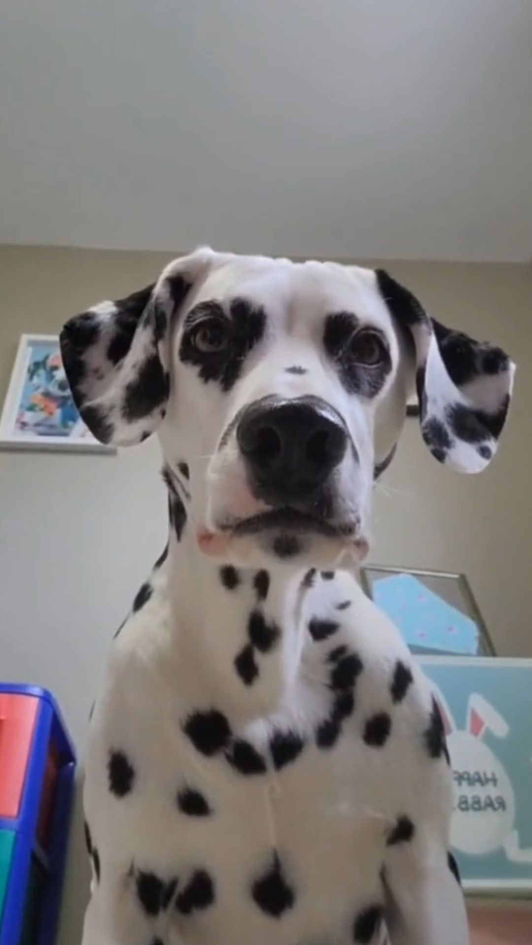 Adorable dog moments that capture your heart