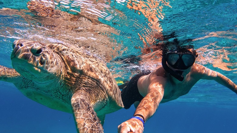15 resorts where you can snorkel and swim with sea turtles
