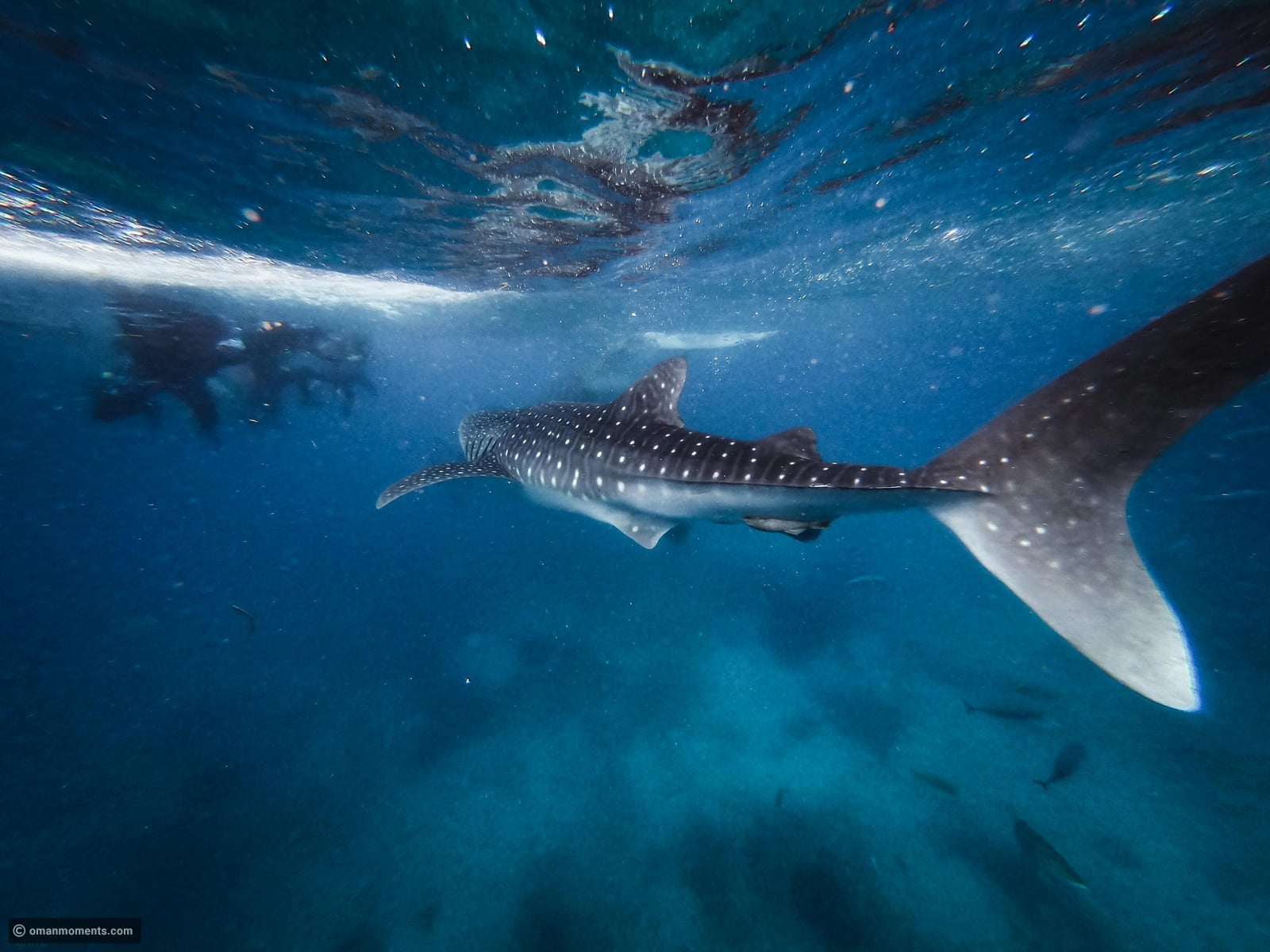 8 animals that look dangerous but are less harmful than you think