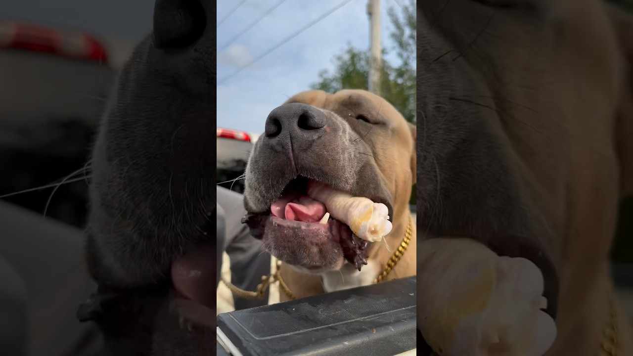 A pitbull shows off its powerful bite