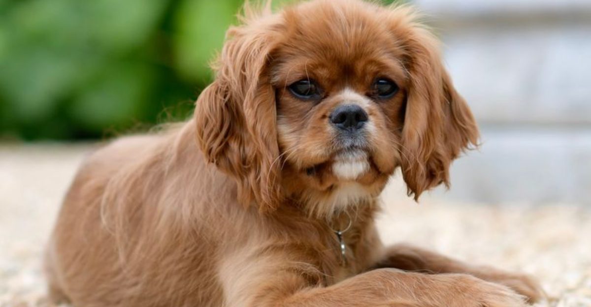 10 dog breeds that love with their whole heart – plus 3 that test ...
