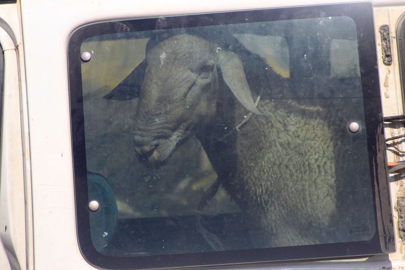 Sheep theft ruins Eid festivities for Palestinian shepherd