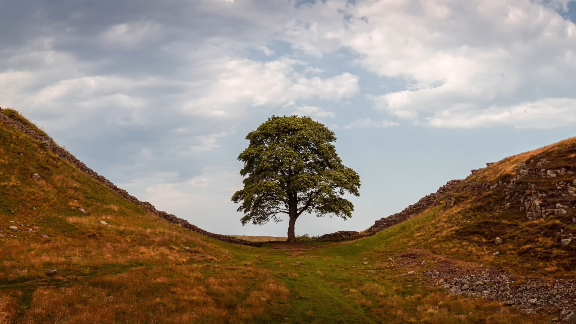 Watch why the Sycamore Gap tree story still hits so hard