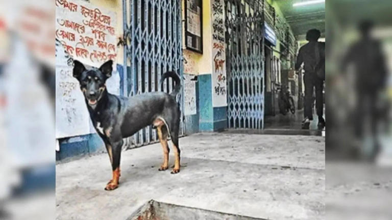 Not outsiders, JU campus dogs to get collars, shelter homes