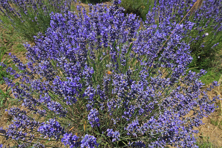 The biggest lavender care mistakes to avoid for fuller, fragrant blooms